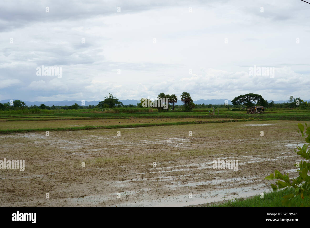 Soil preparation for rice cultivation, land preparation in cultivation ...