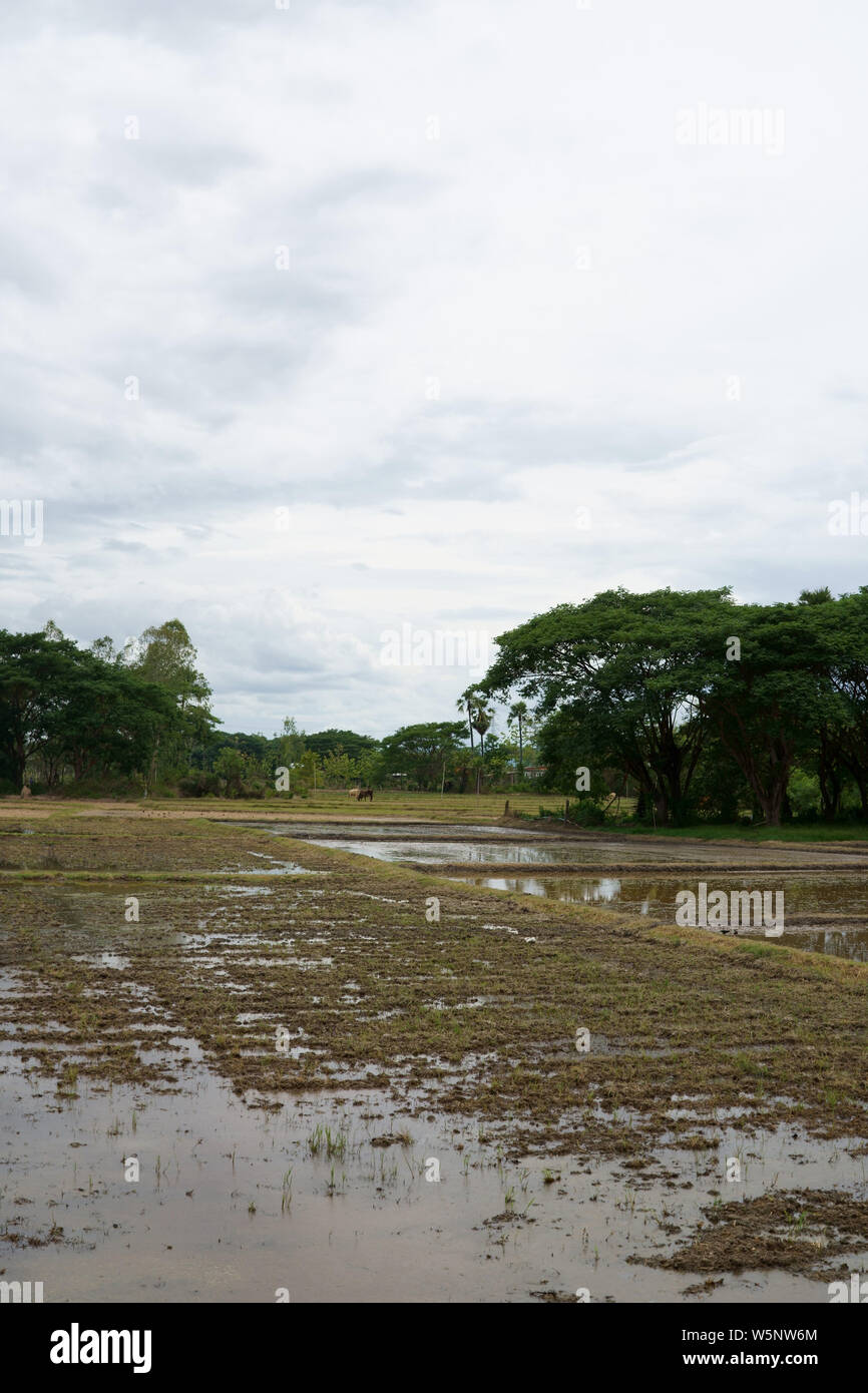 Soil preparation for rice cultivation, land preparation in cultivation ...
