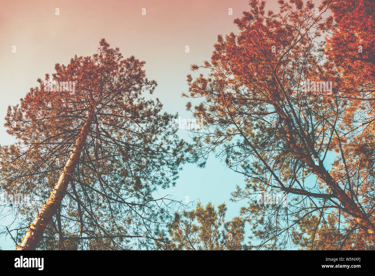 Pine forest at sunset light. Bottom view. Nature background Stock Photo ...