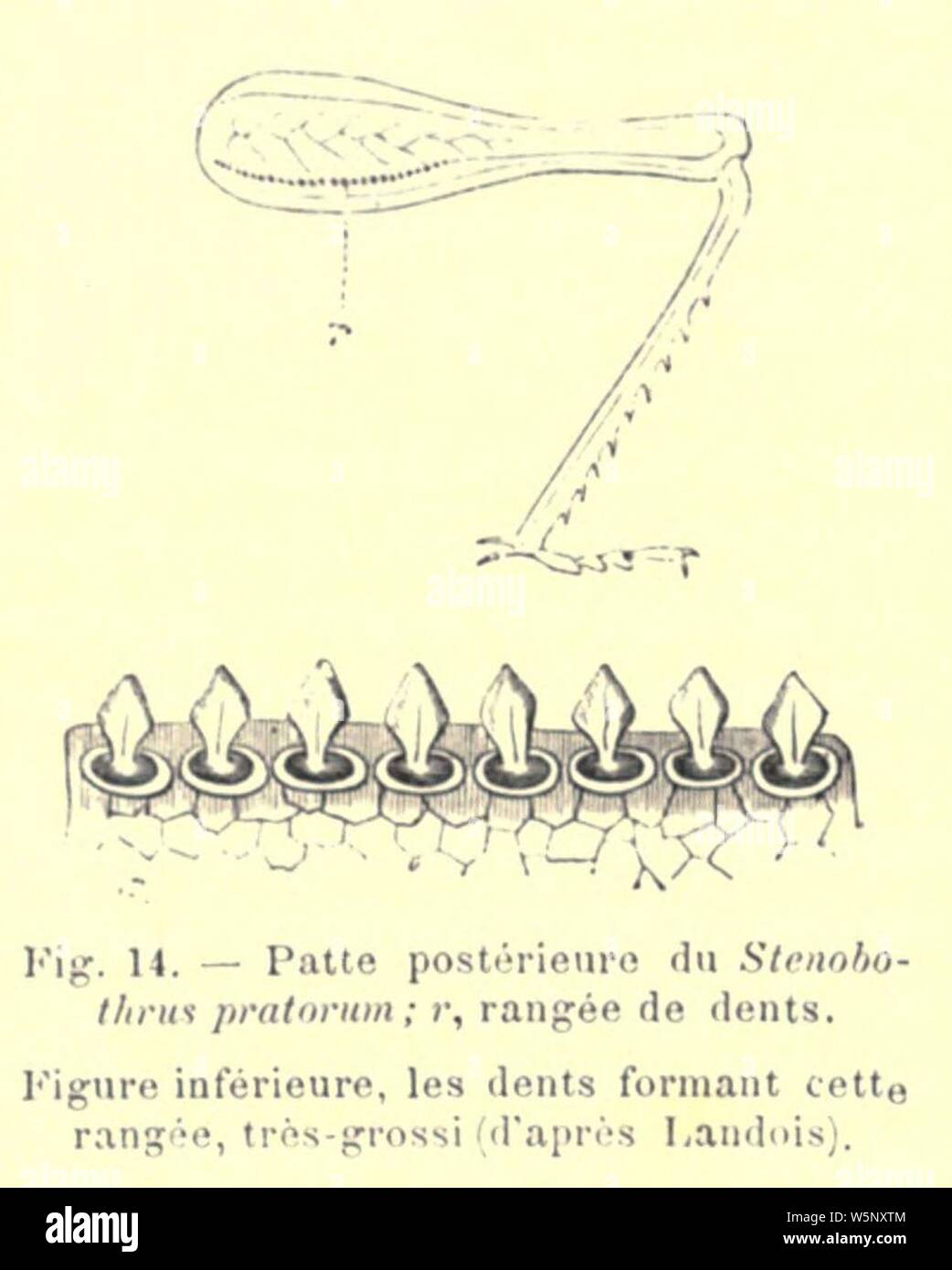 Darwin - La Descendance de l homme, 1881, page 315 Stock Photo - Alamy