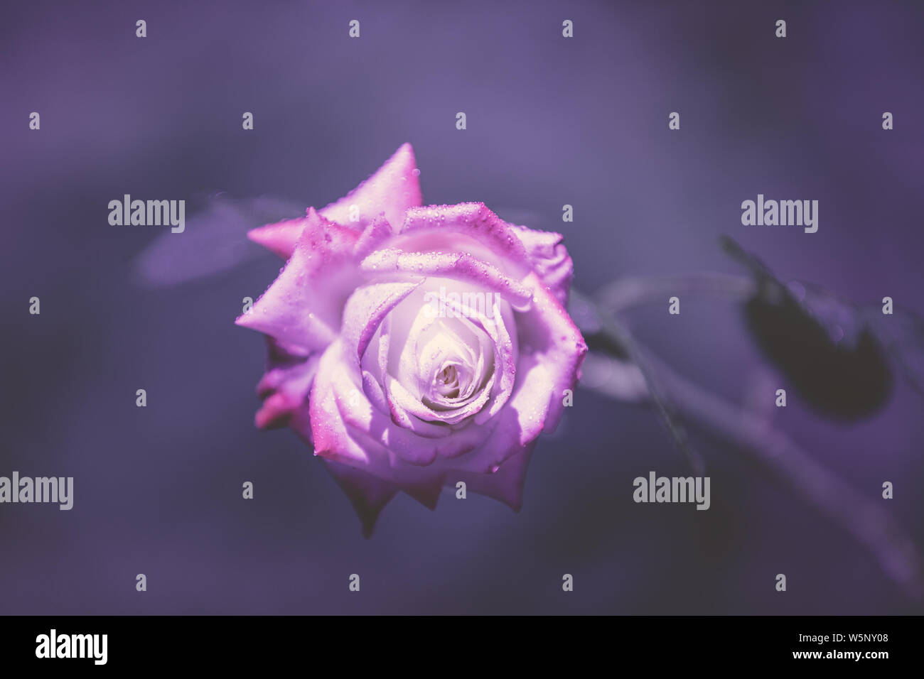 Vintage flower background. Rose in the garden Stock Photo - Alamy