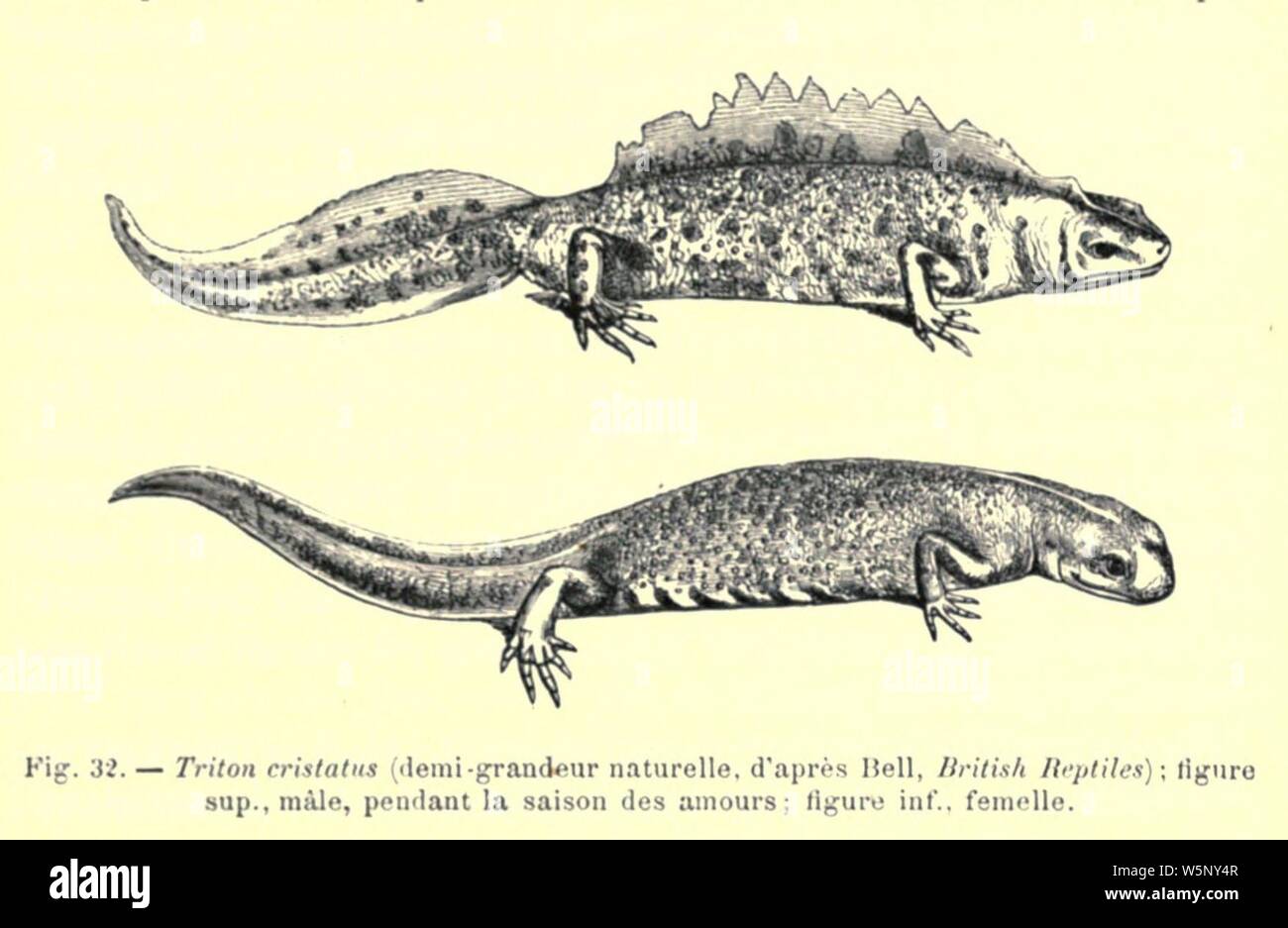 Darwin - La Descendance de l homme, 1881, page 383 Stock Photo - Alamy
