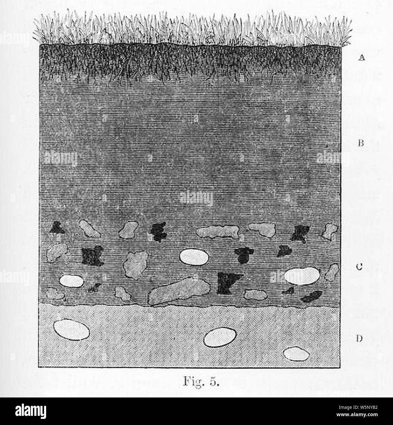 Darwin Earthworm Fig. 5 Stock Photo - Alamy