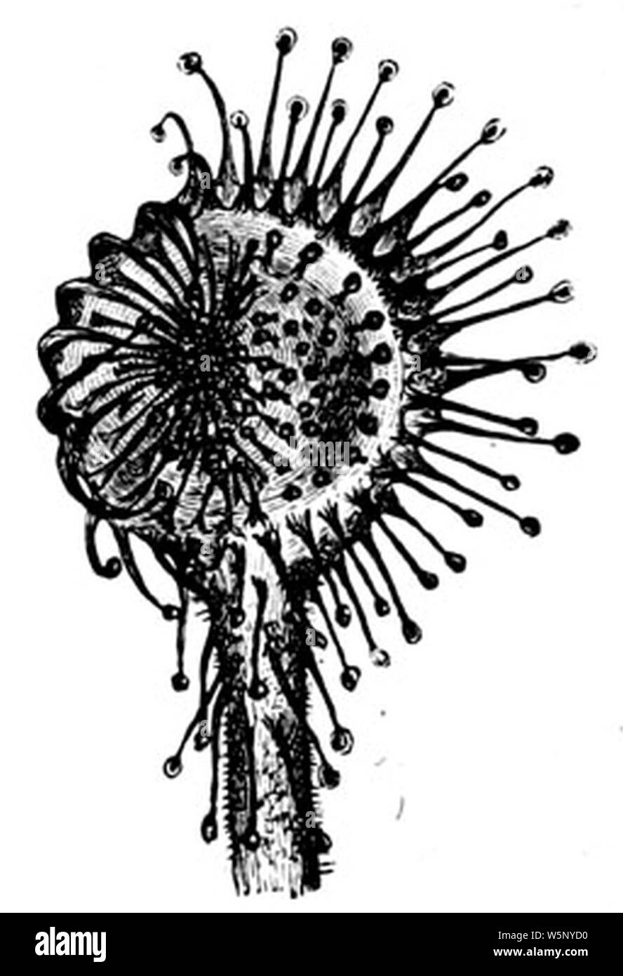 Drosera Black and White Stock Photos & Images - Alamy