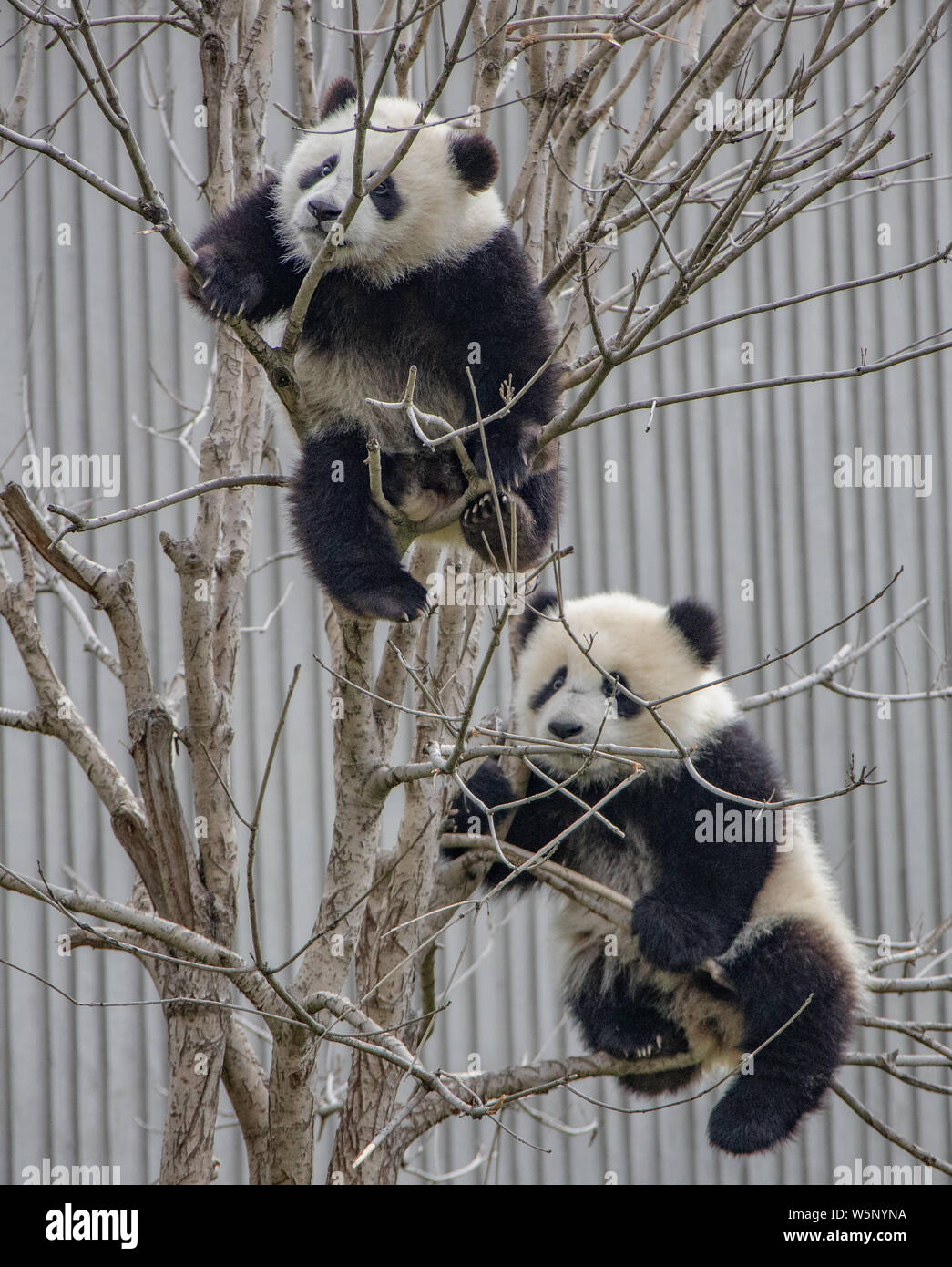 Giant panda cubs climb a tree at the Gengda base of Giant Panda ...