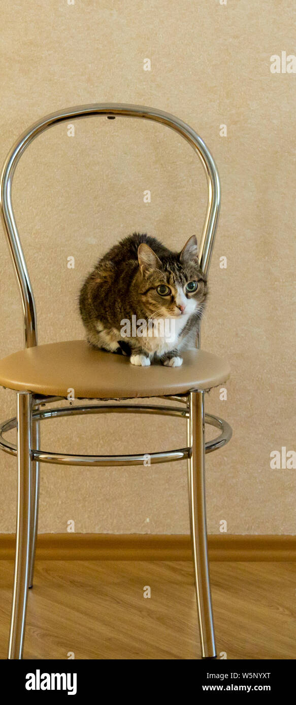Cat on a chair hi-res stock photography and images - Alamy