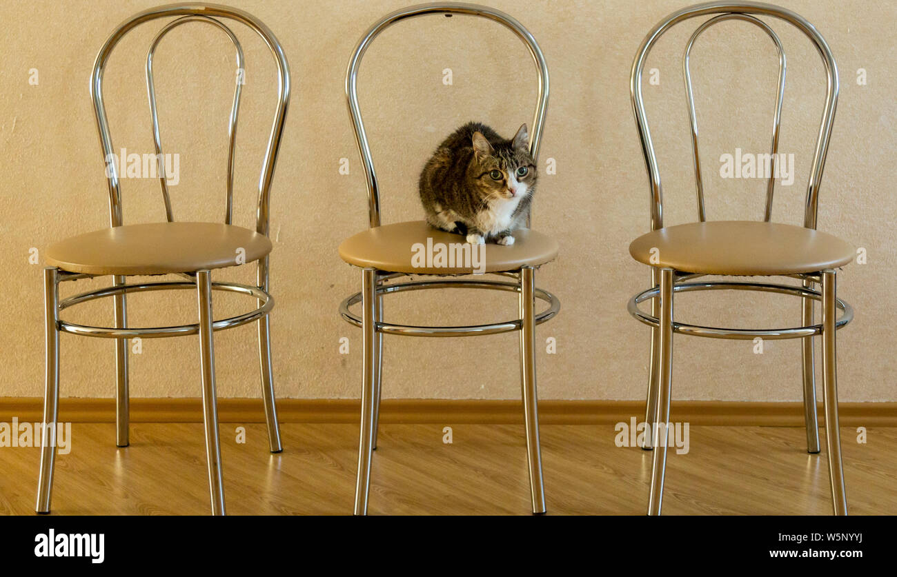 Cat on a chair hi-res stock photography and images - Alamy