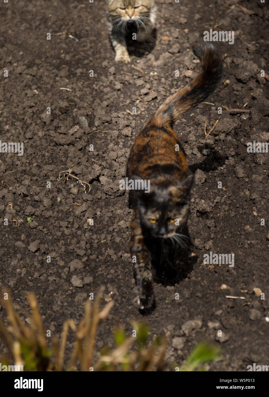 Black white domestic cat chasing hi-res stock photography and images ...