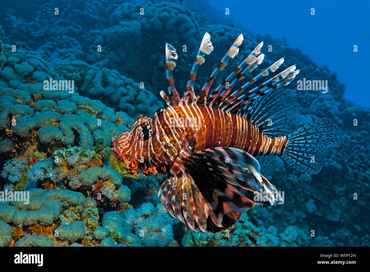 Common lionfish (Pterois volitans), in a coral reef, Hurghada, Egypt ...