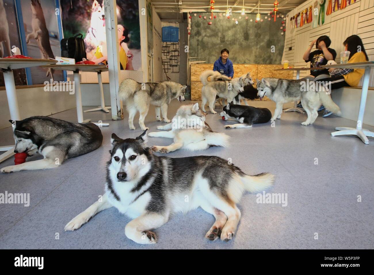 Customers enjoy cups of coffee as they play with Siberian husky dogs at ...