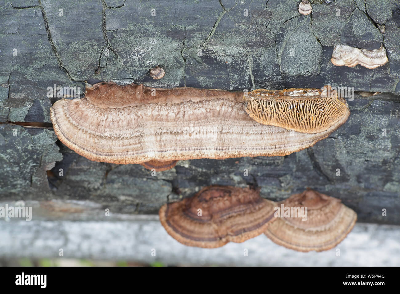 Rusty gilled polypore hi-res stock photography and images - Alamy