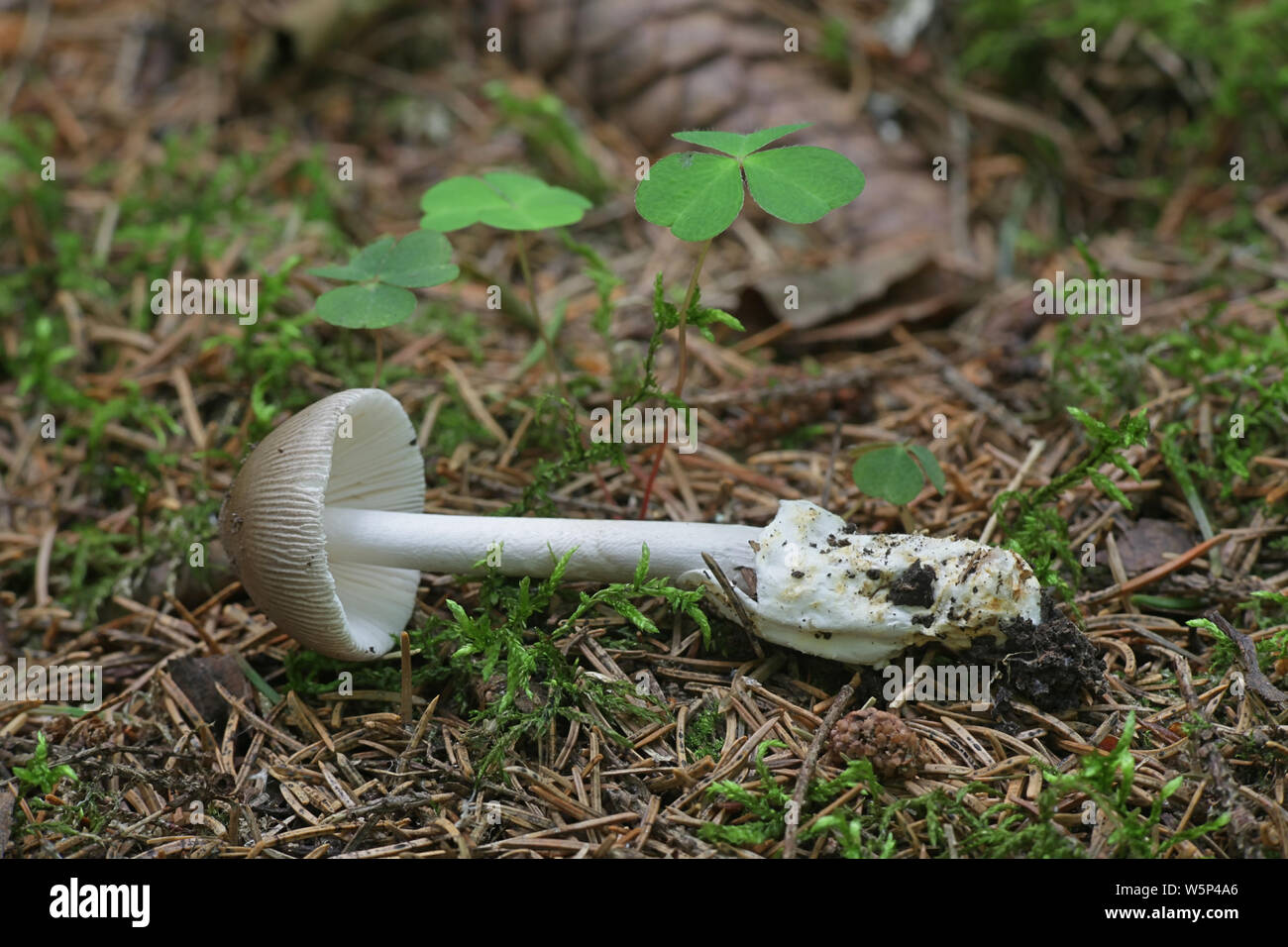 Amanita vaginata, commonly known as the grisette, wild mushroom from ...
