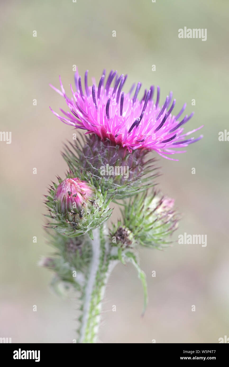 Carduus crispus, the curly plumeless thistle or welted thistle, wild ...