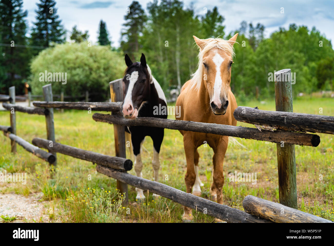 Two horses at fence hi-res stock photography and images - Alamy