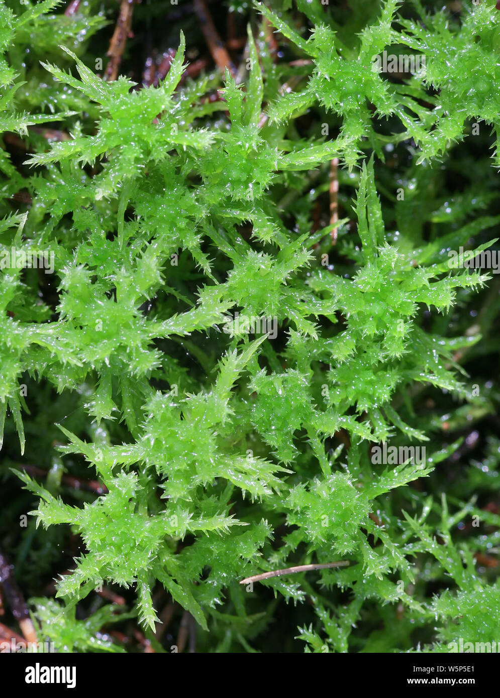 Sphagnum squarrosum, commonly known as the spiky bog-moss or spreading ...