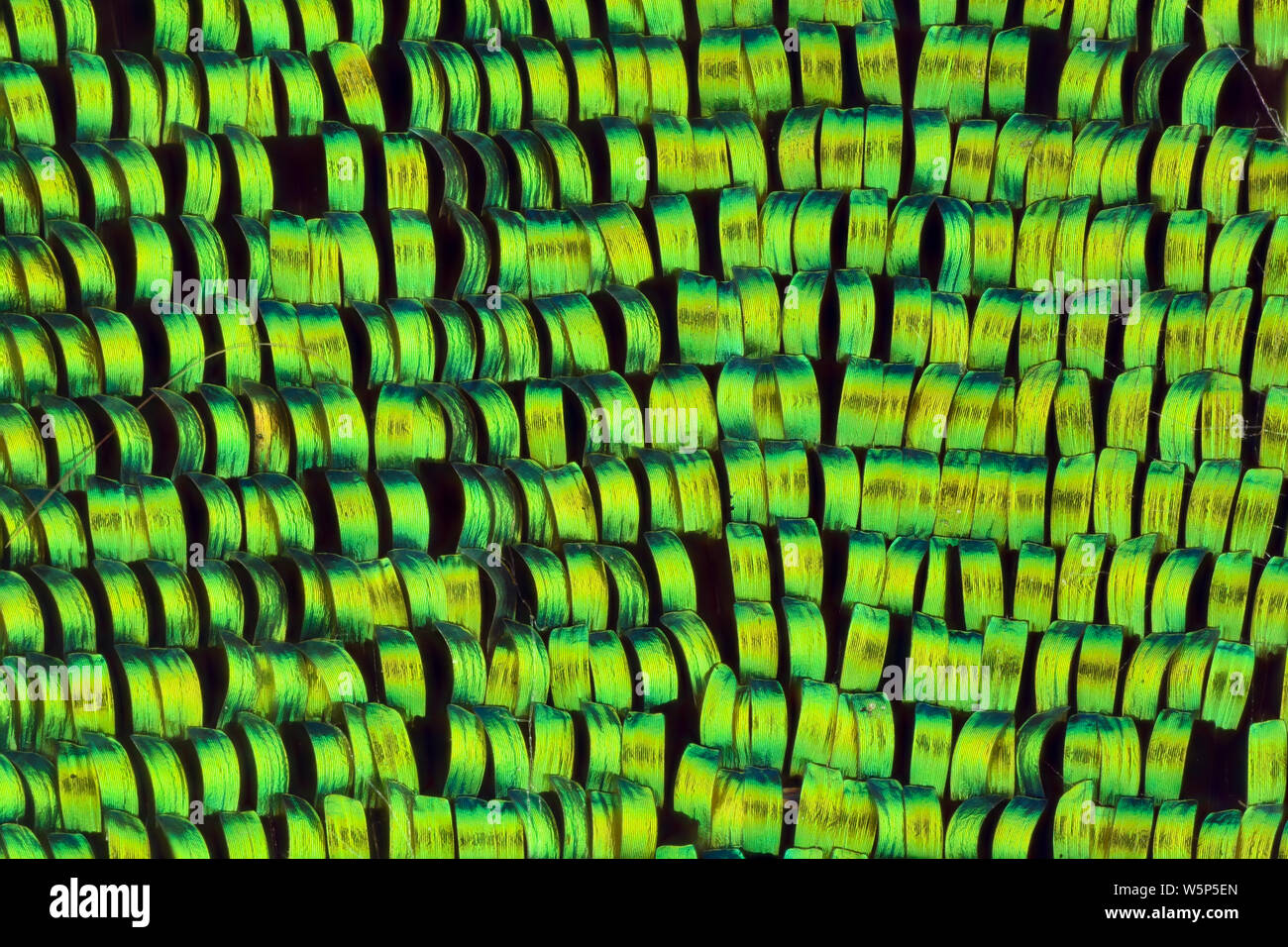 Extreme magnification - Sunset moth wing scales , Chrysiridia rhipheus ...