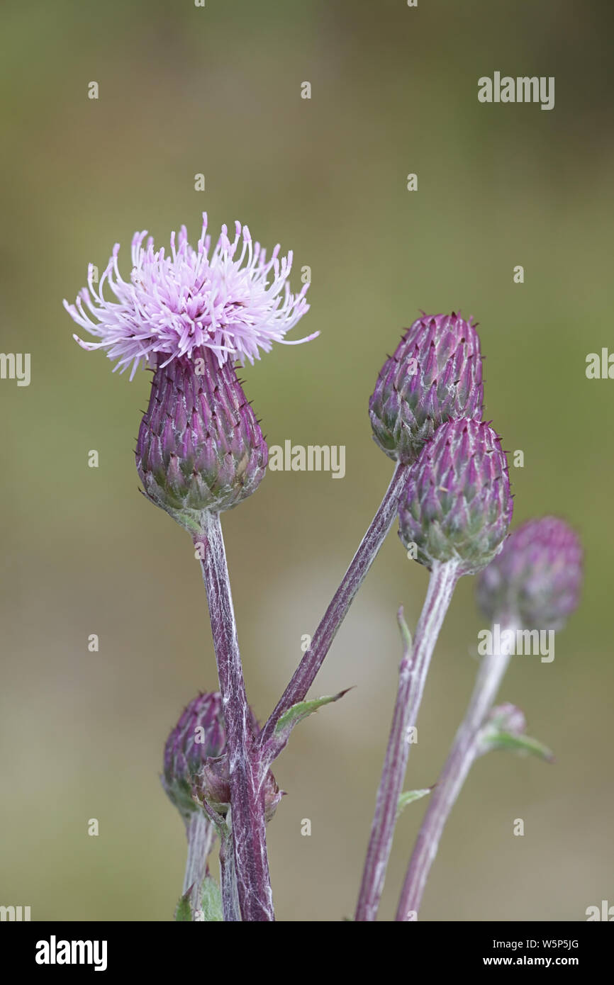 Cirsium arvense, known as the creeping thistle and various other names ...