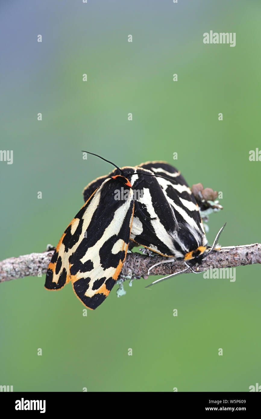 Most beautiful of all moths hi-res stock photography and images - Alamy