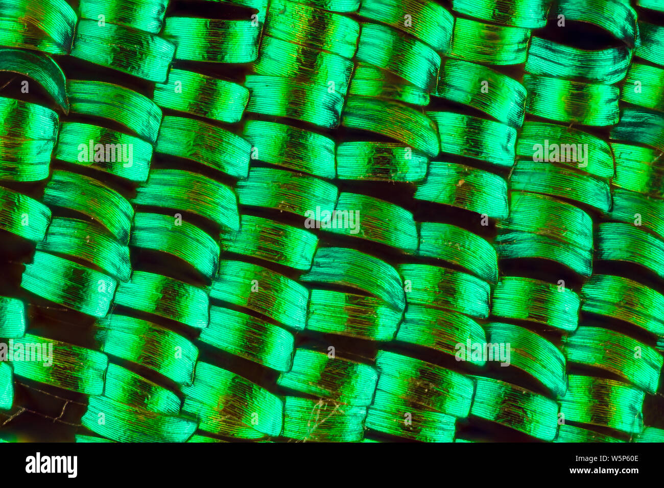 Moth chrysiridia rhipheus hi-res stock photography and images - Alamy