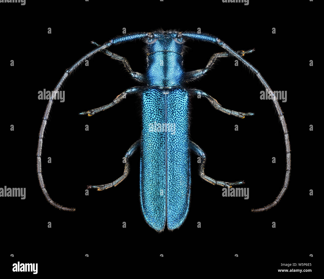Beetle with spread wings hi-res stock photography and images - Alamy