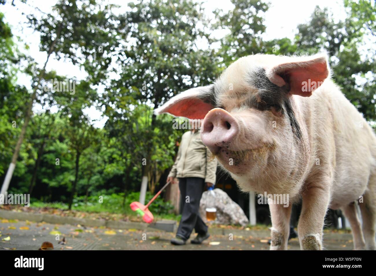Strong willed pig hi-res stock photography and images - Alamy