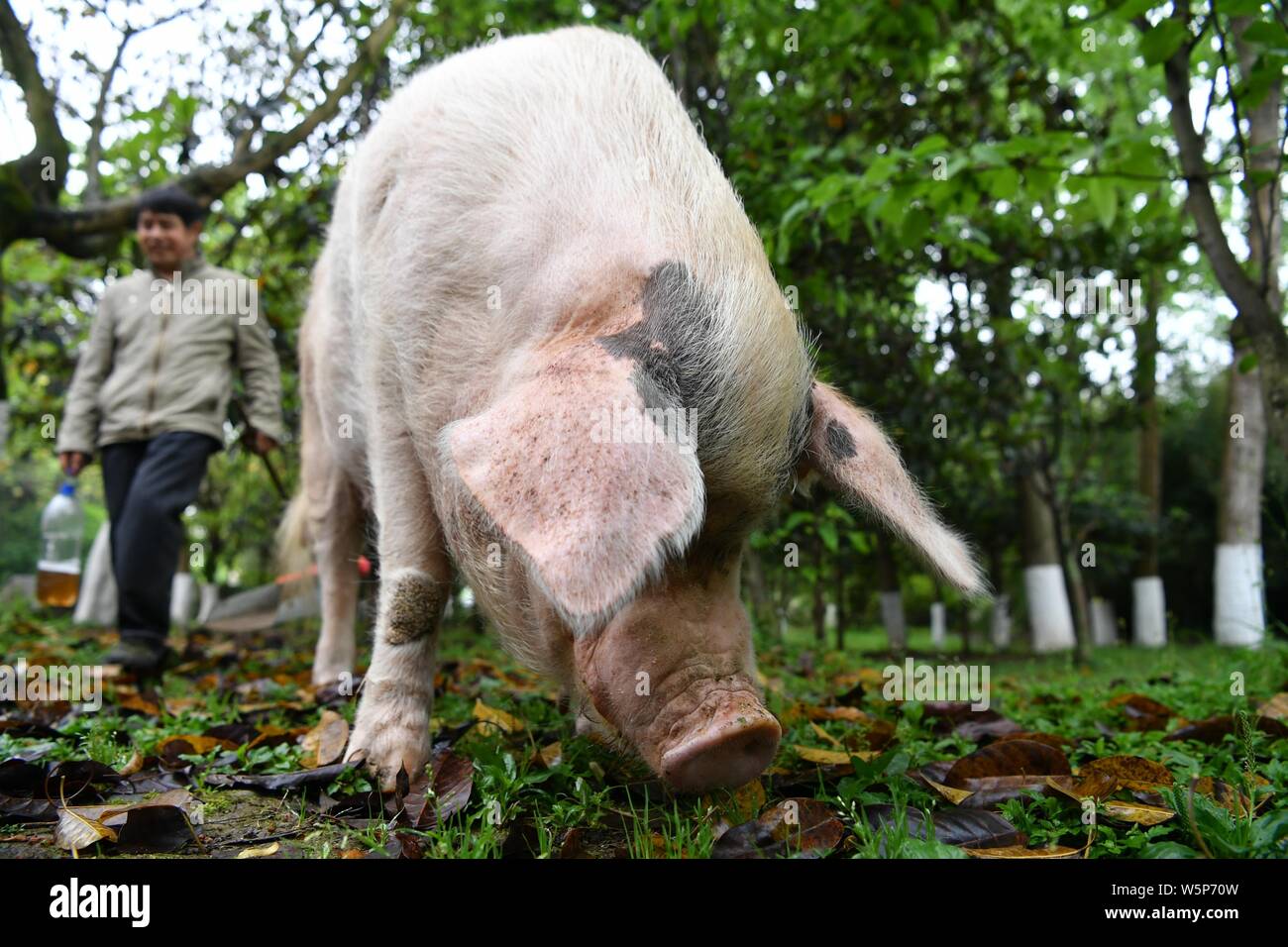 Zhu Jianqiang, or "Strong-Willed Pig," a heroic pig who survived 36 ...