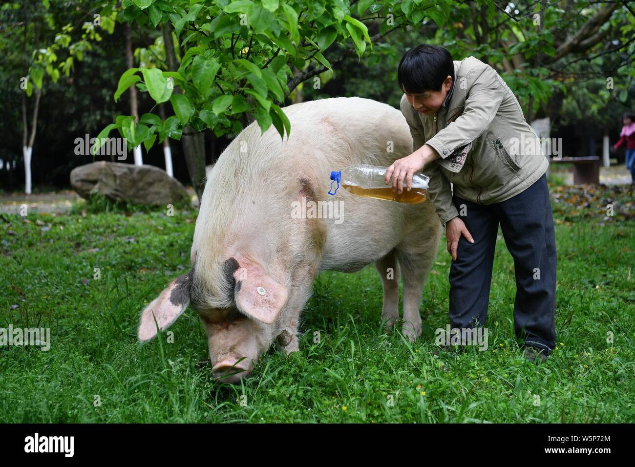 Zhu Jianqiang, or "Strong-Willed Pig," a heroic pig who survived 36 ...