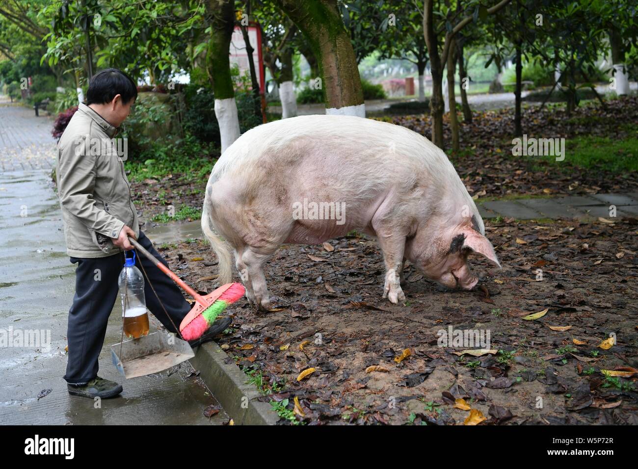 Strong willed pig hi-res stock photography and images - Alamy