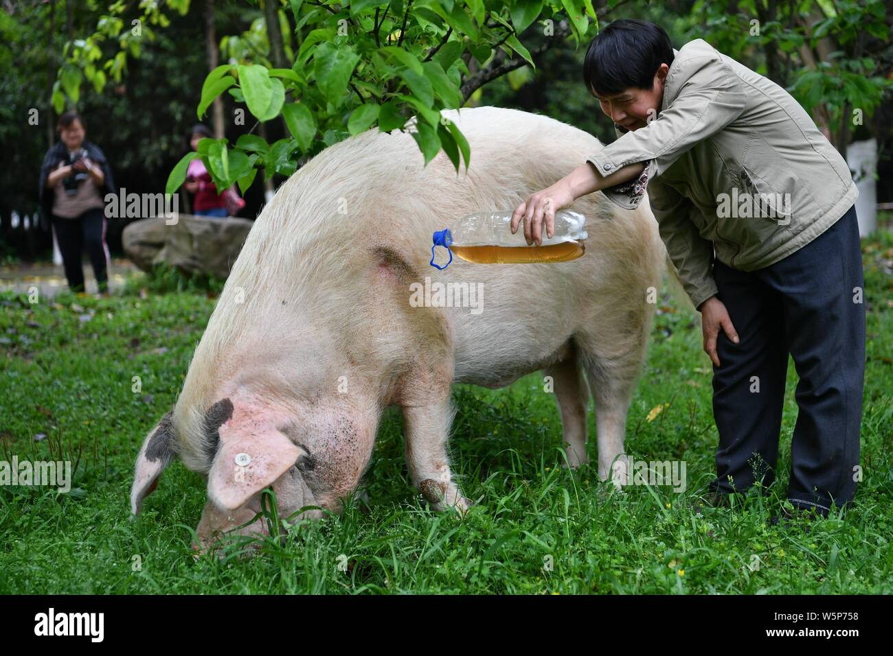 Zhu Jianqiang, or "Strong-Willed Pig," a heroic pig who survived 36 ...