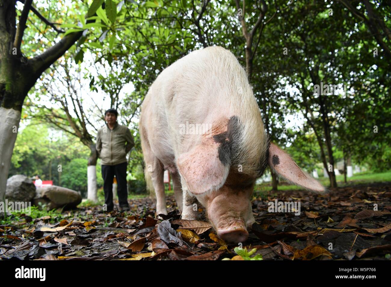 Zhu Jianqiang, or "Strong-Willed Pig," a heroic pig who survived 36 ...