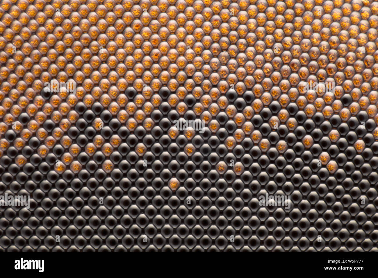 Blue insect eye closeup texture hi-res stock photography and images - Alamy