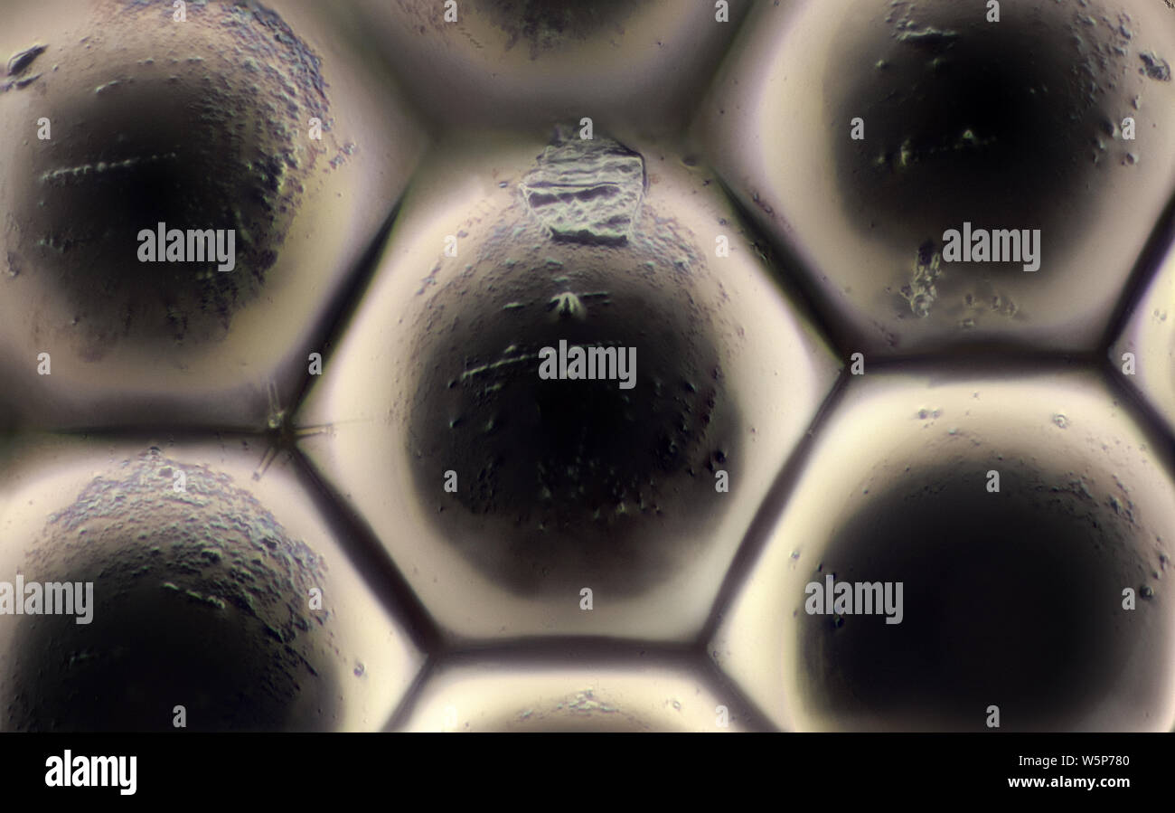 Compound microscope hi-res stock photography and images - Alamy