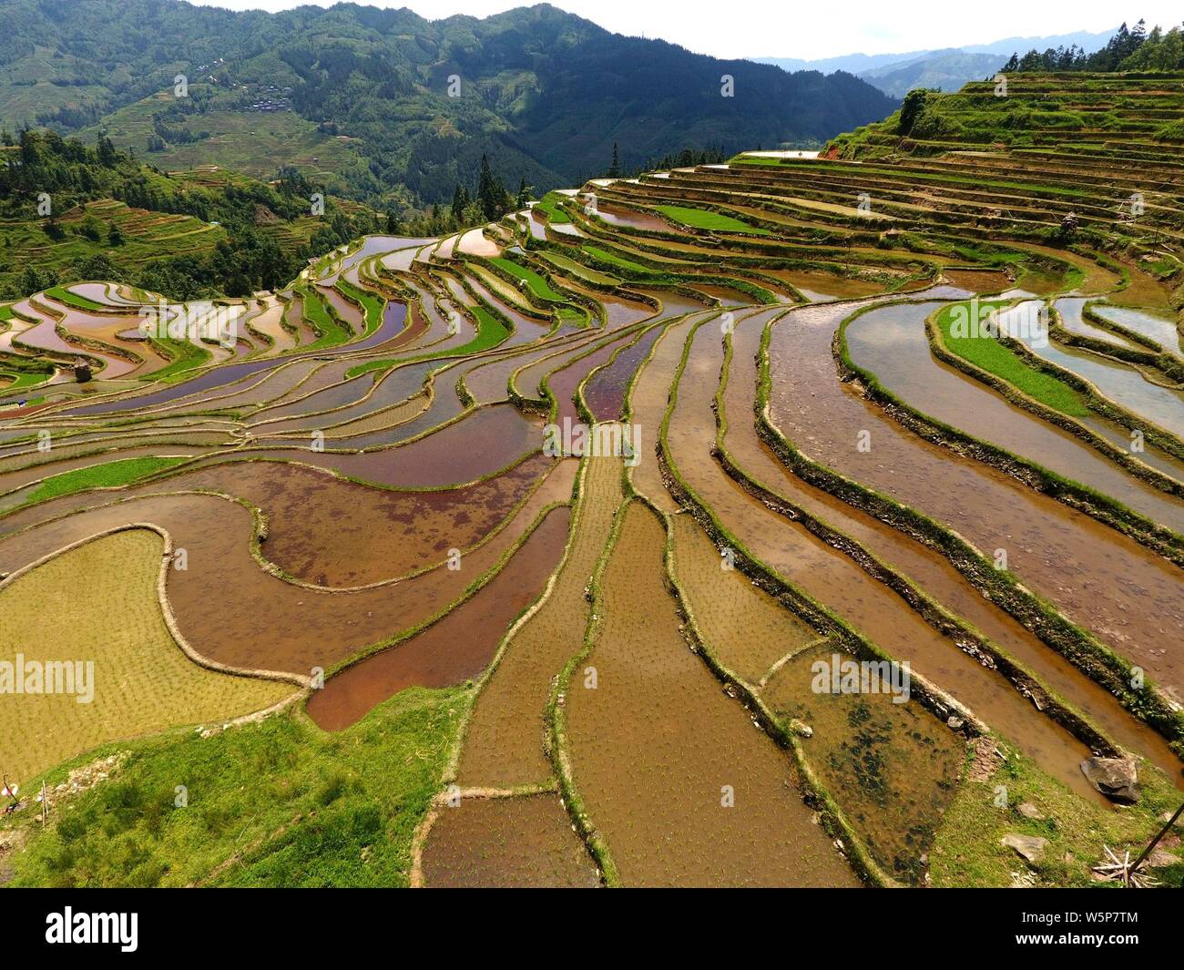 Dong gui hi-res stock photography and images - Alamy