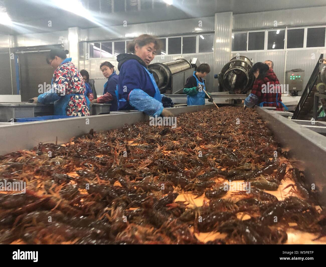 Chinese workers check live lobsters on the assembly line of a factory ...