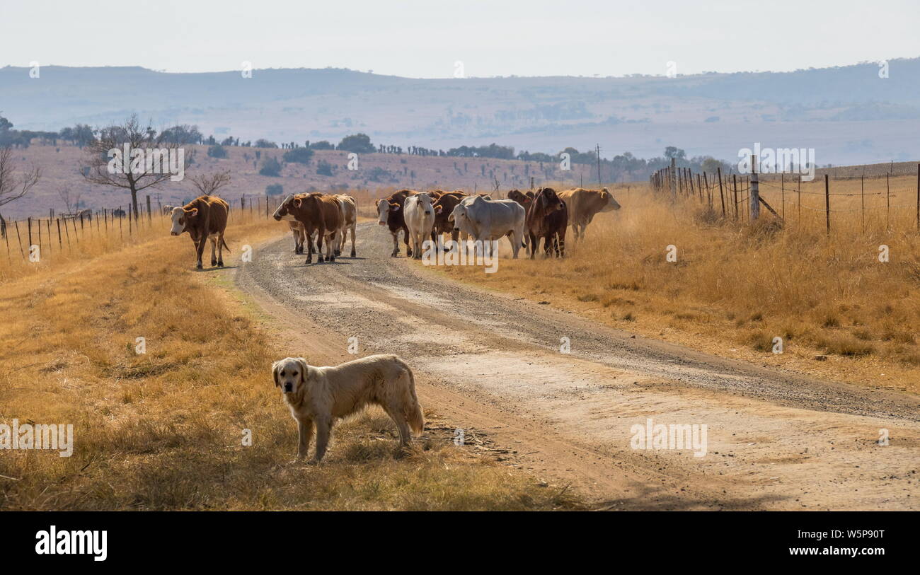 A working farm dog and a small herd of cattle on a dusty farm road in a ...