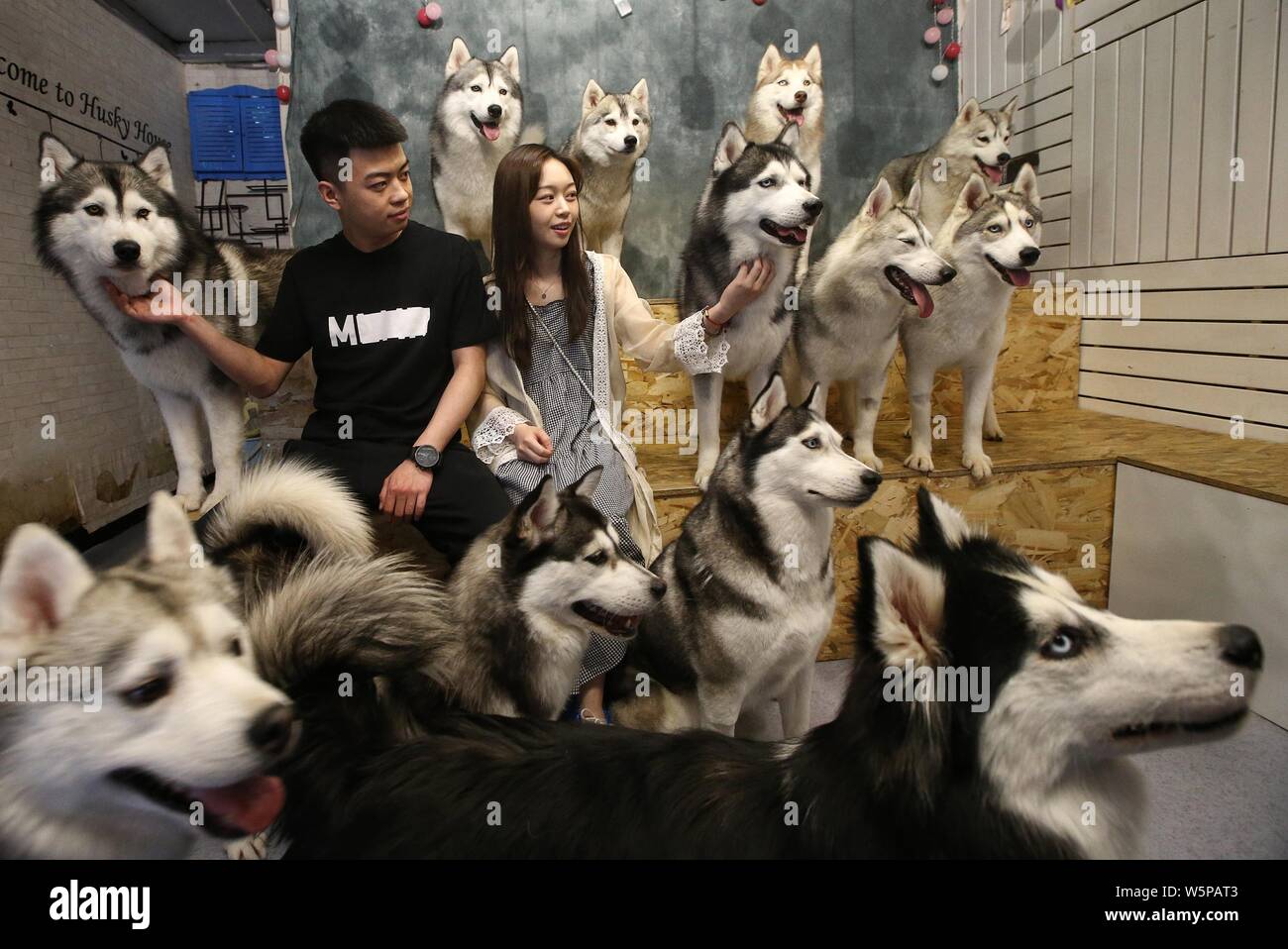 Siberian husky hi-res stock photography and images - Alamy