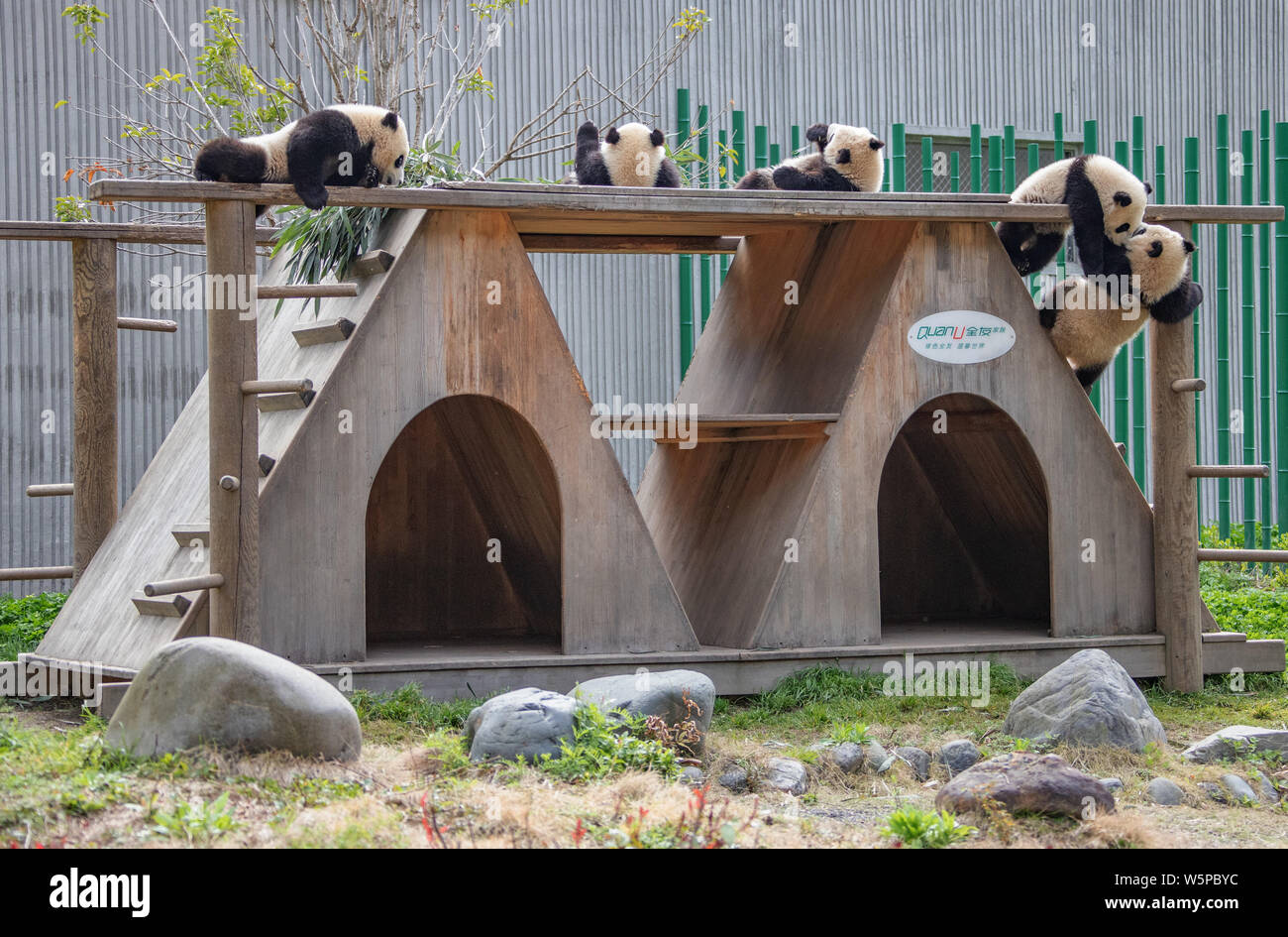 Giant panda cubs rest on a wooden stand at the Gengda base of Giant ...