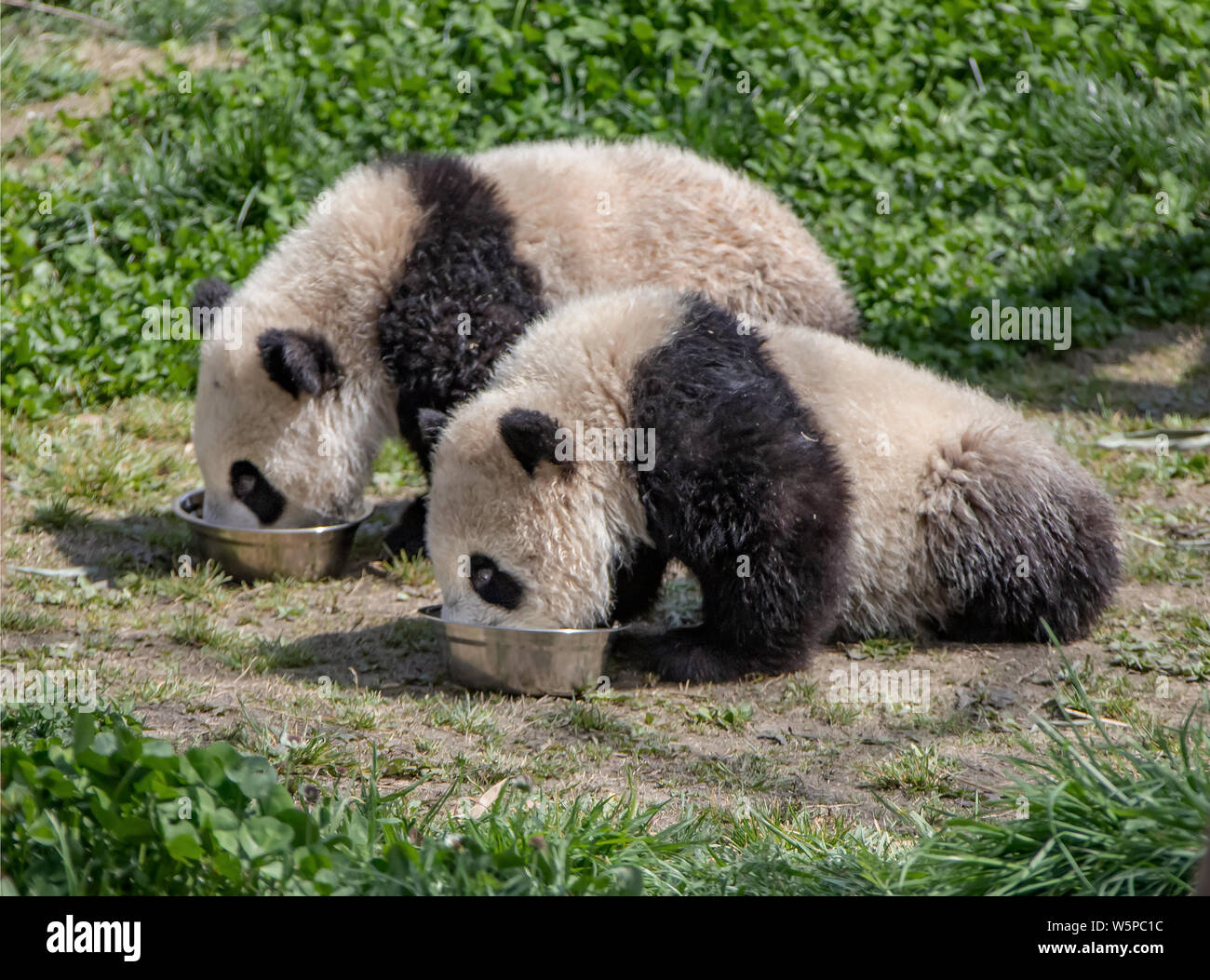 Giant panda cubs drink milk at the Gengda base of Giant Panda Research ...