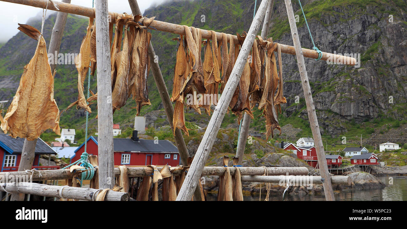 Drying stock fish cod in Å village with traditional red rorbu houses ...