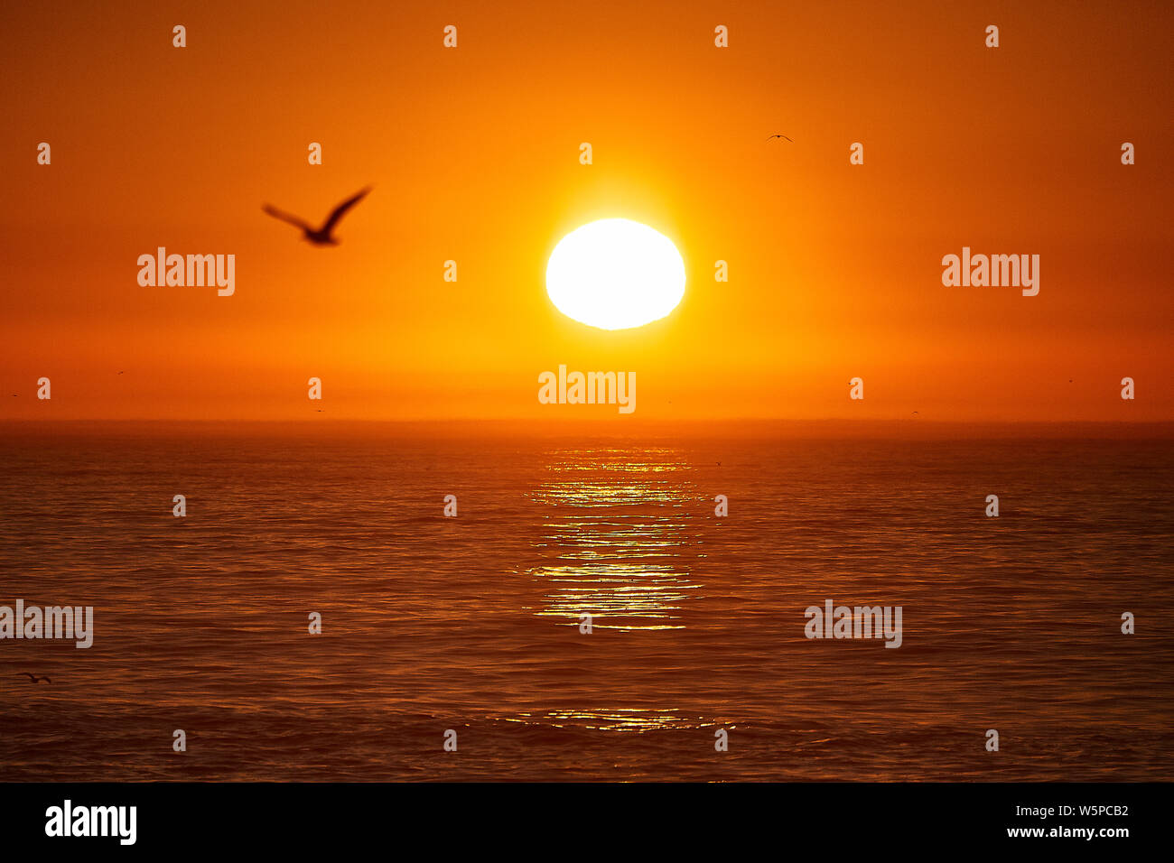 orange sunset with bird flying Stock Photo - Alamy