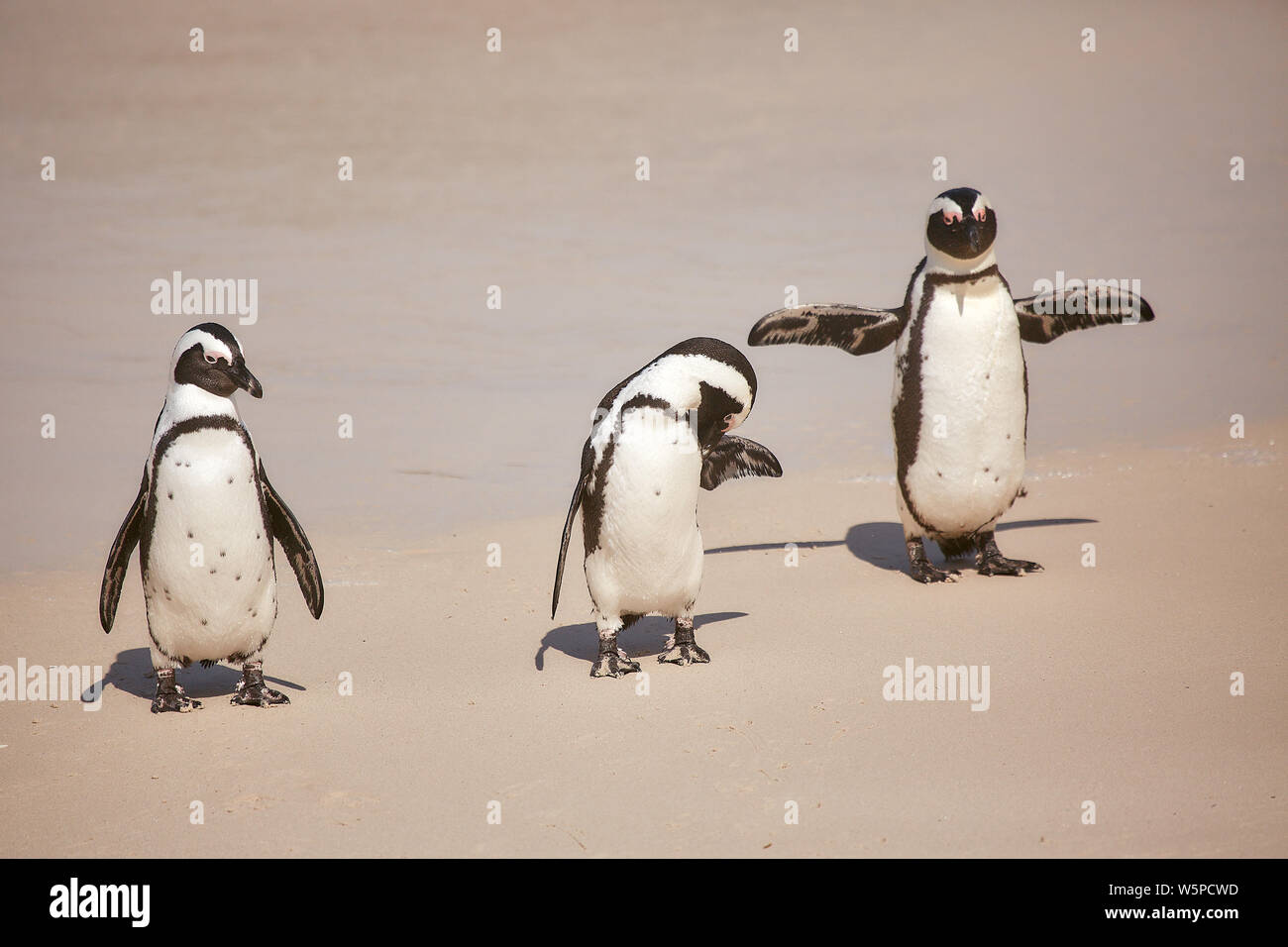 penguins at the beach Stock Photo - Alamy