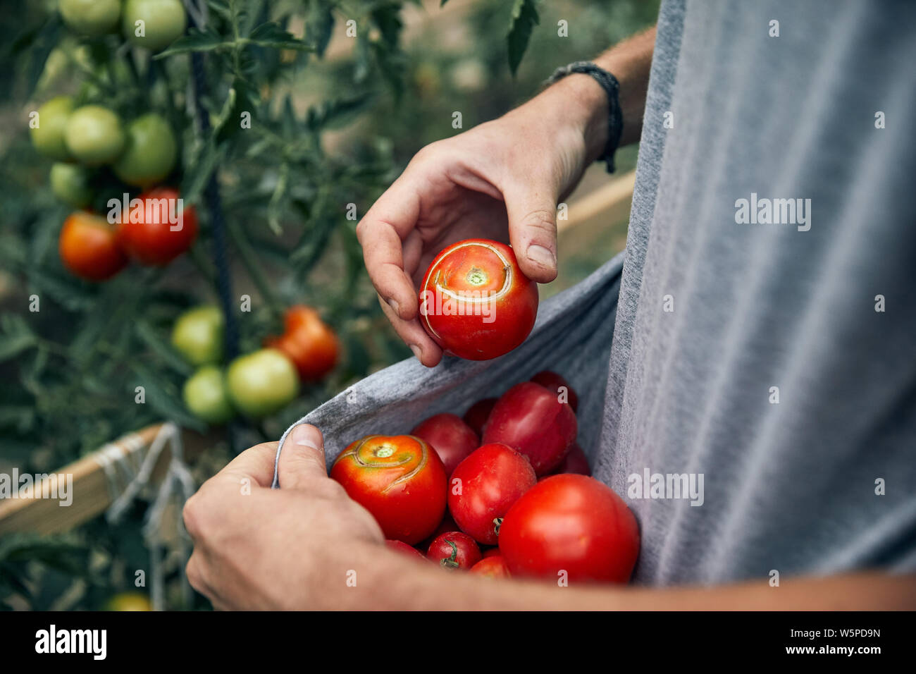 Closeup hand putting ripe red hi-res stock photography and images - Alamy
