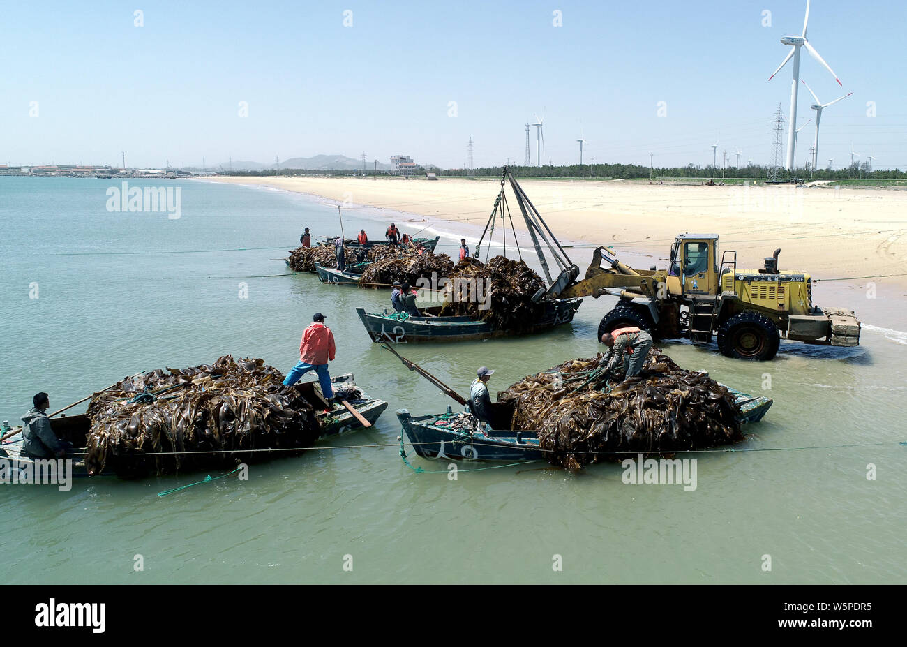 Harvest edible seaweed hi-res stock photography and images - Alamy