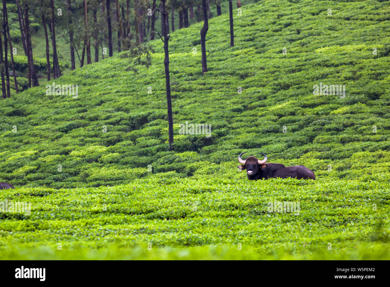 Valparai Tea Estate and the wildlife inside it in Tamilnadu, india ...