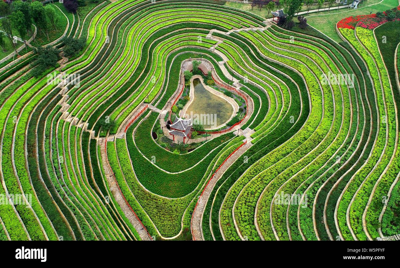 Aerial view of the Guyi terraced fields featuring the shape of a giant ...