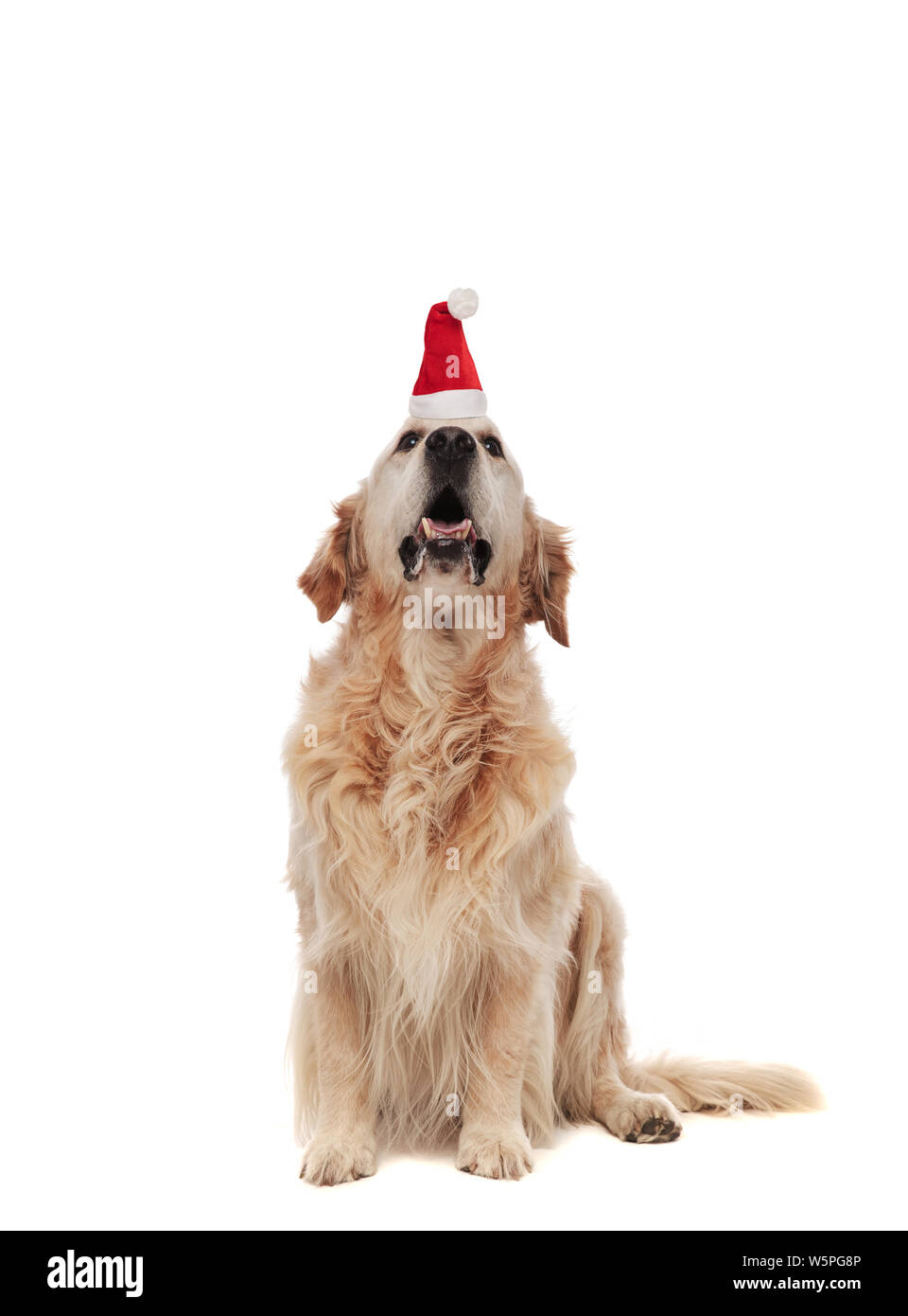 curious santa labrador sitting on white background and looking up while ...