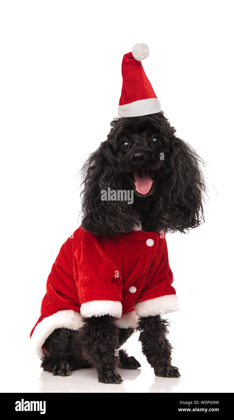 black seated santa poodle panting and looking excited on white ...