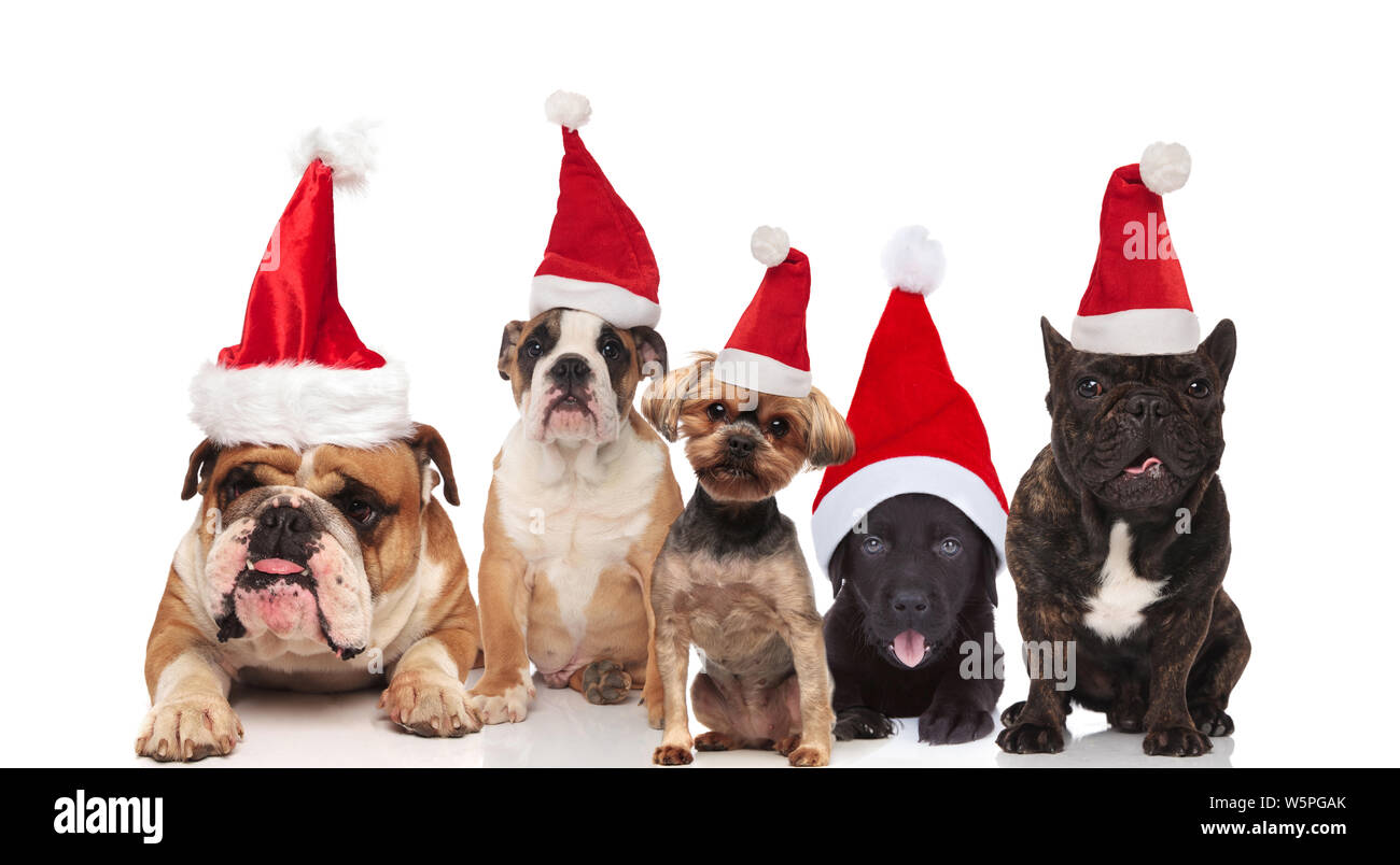 team of five cute santa dogs of different breeds sitting and lying on ...