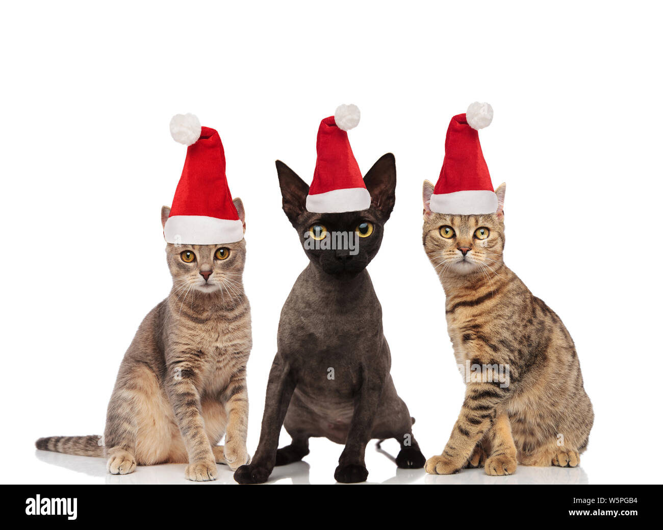 group of three cute cats wearing santa claus hats while standing and ...