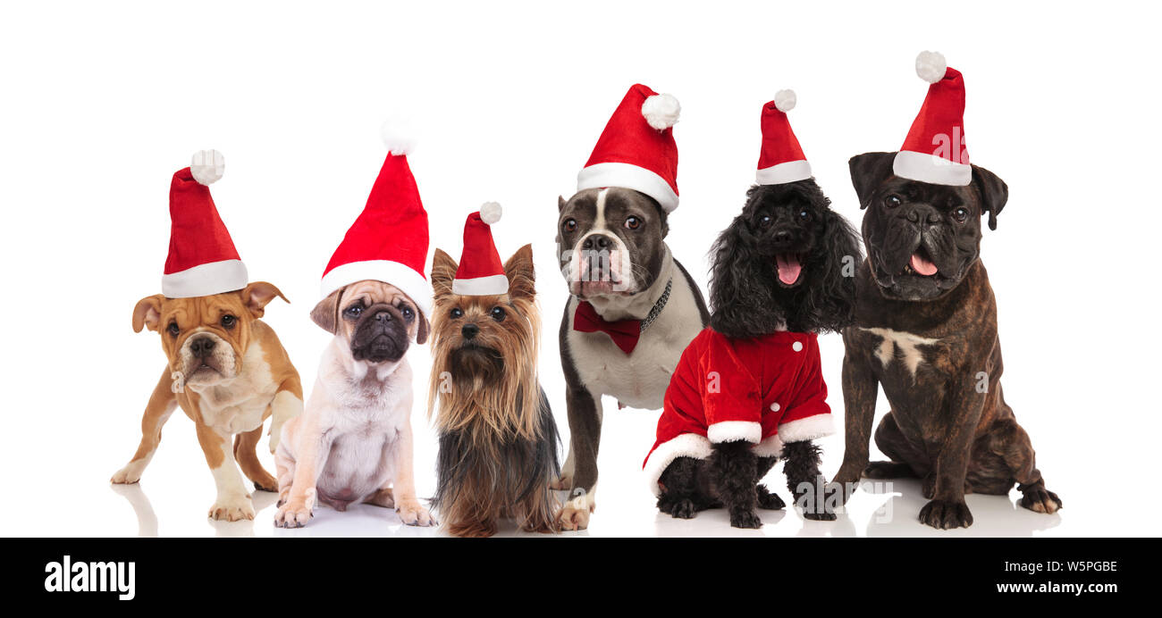 Breeds Of Dogs High Resolution Stock Photography and Images - Alamy